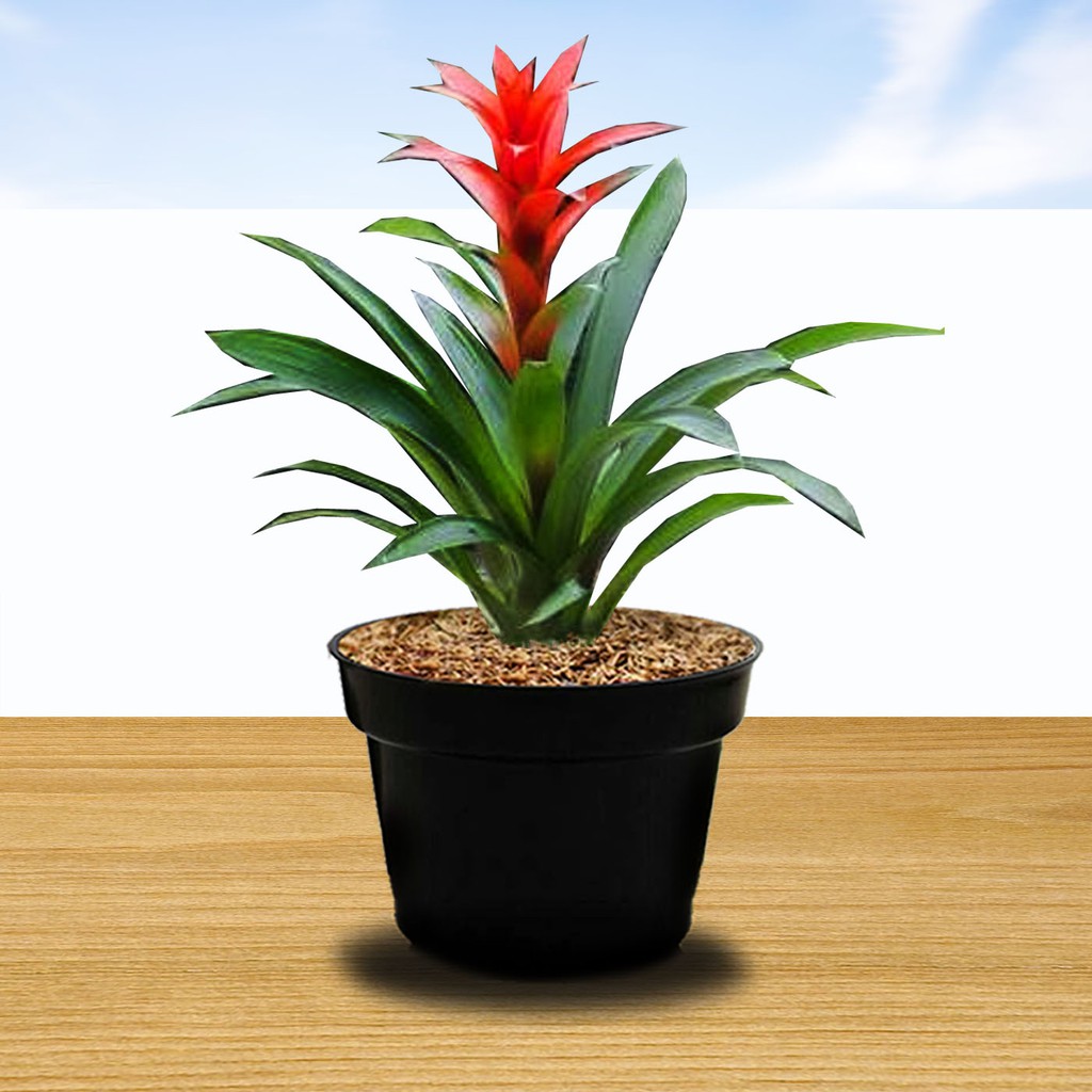 Jual tanaman hias bromelia guzmania besar xl | Shopee Indonesia