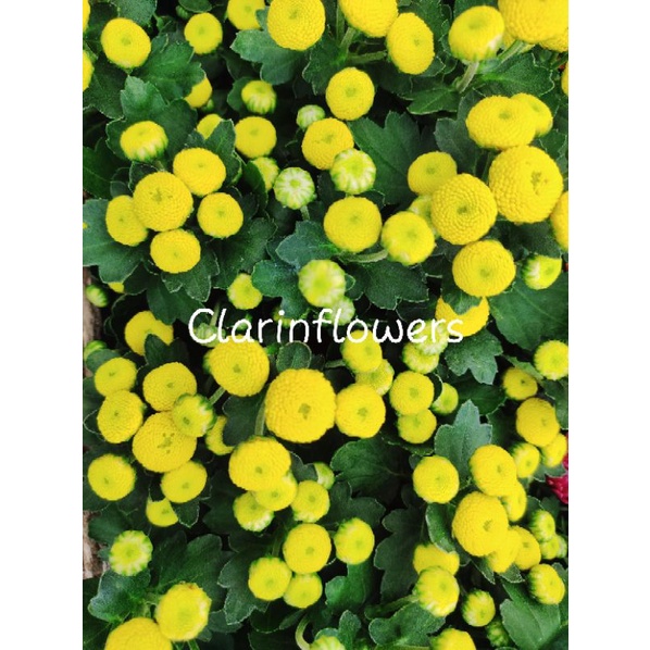 Jual Bunga Krisan Hidup Kuning Pompom RIMBUN LIMITED EDITION Pilihan ...