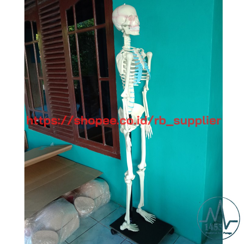 Jual Kerangka Manusia-Torso/Manikin/Manekin Model Sistem Tulang Rangka ...