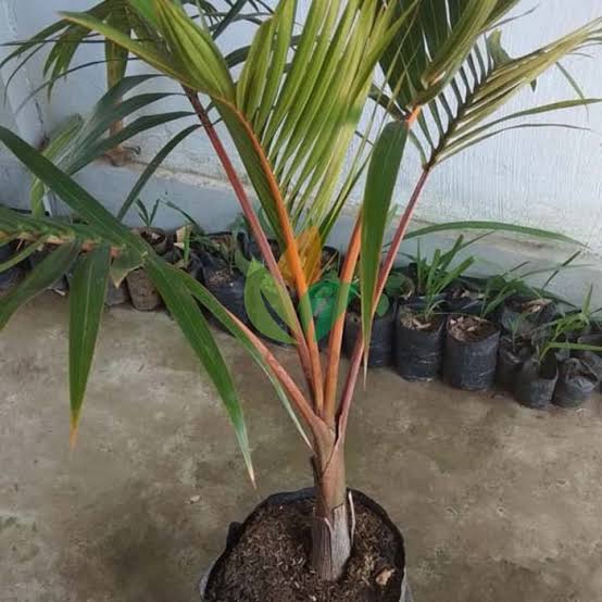 Jual Bibit Tanaman Hias Palem Botol - Pohon Palem Botol / Pohon Palm ...