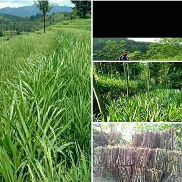 Jual Bibit rumput gajah odot murah (+1kg) stek ODOT SUPER Termurah ...