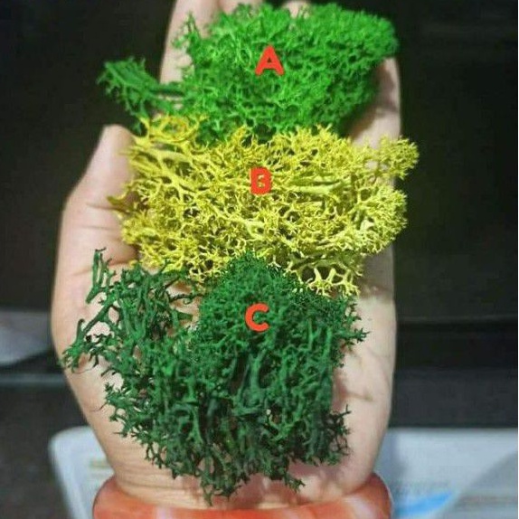 Jual 25 gram Lumut jepang lumut penutup busa pada pot lumut hias ...