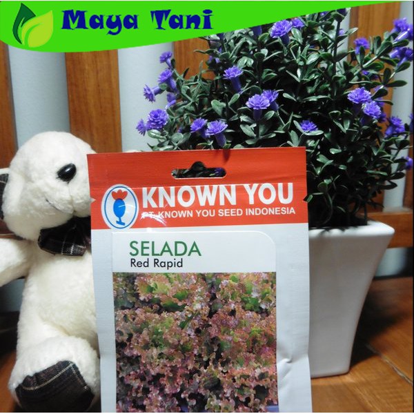 Jual Benih Red Rapid Selada Known You Seed | Shopee Indonesia