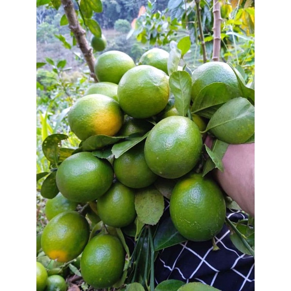Jual LEMON FRES / KALIFORNIA / 1kg | Shopee Indonesia