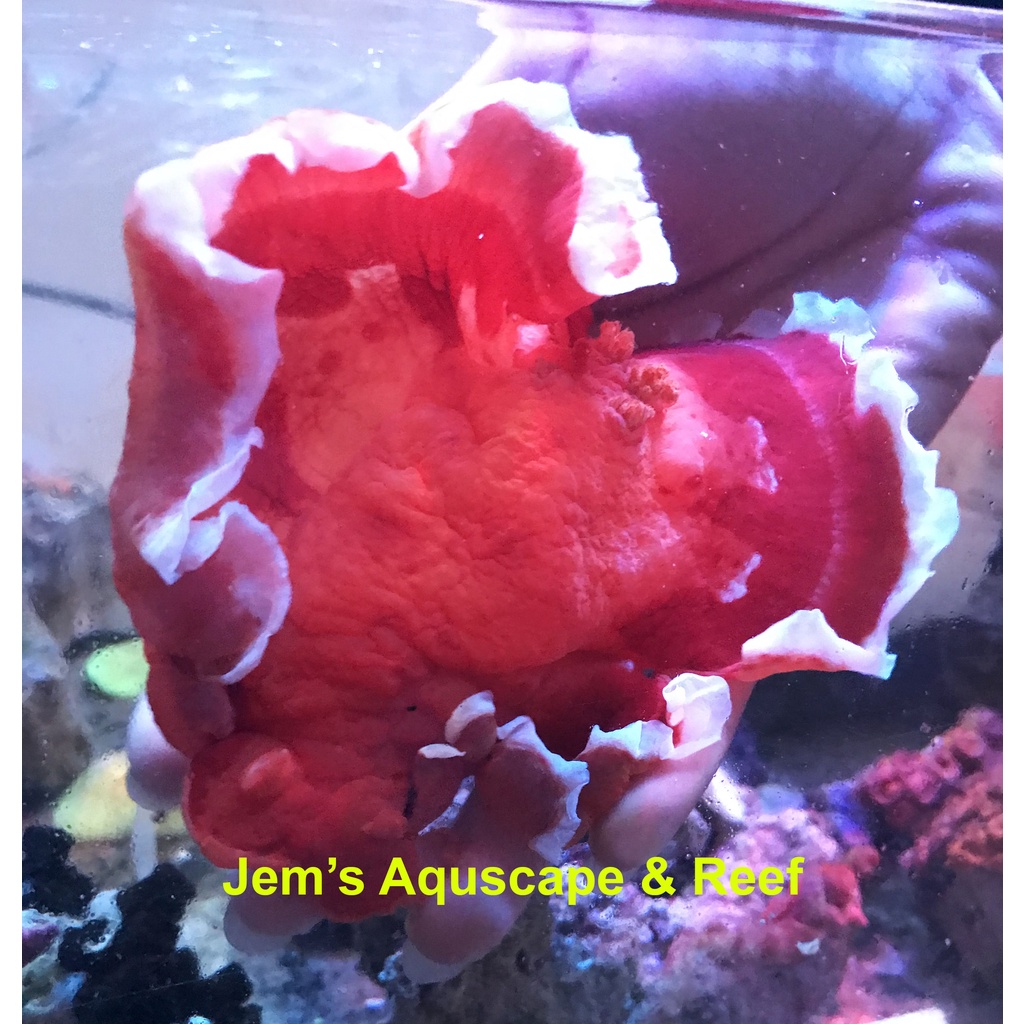 Jual Lintah Terbang (Flying Sea Slug) | Shopee Indonesia