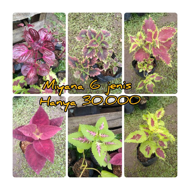 Jual paket miyana 6 pohon murah | Shopee Indonesia