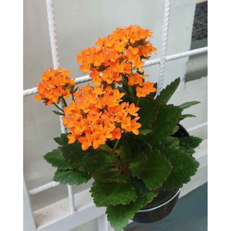Jual TANAMAN HIAS COCOR BEBEK BUNGA OREN / KALANCHOE PINNATA ...