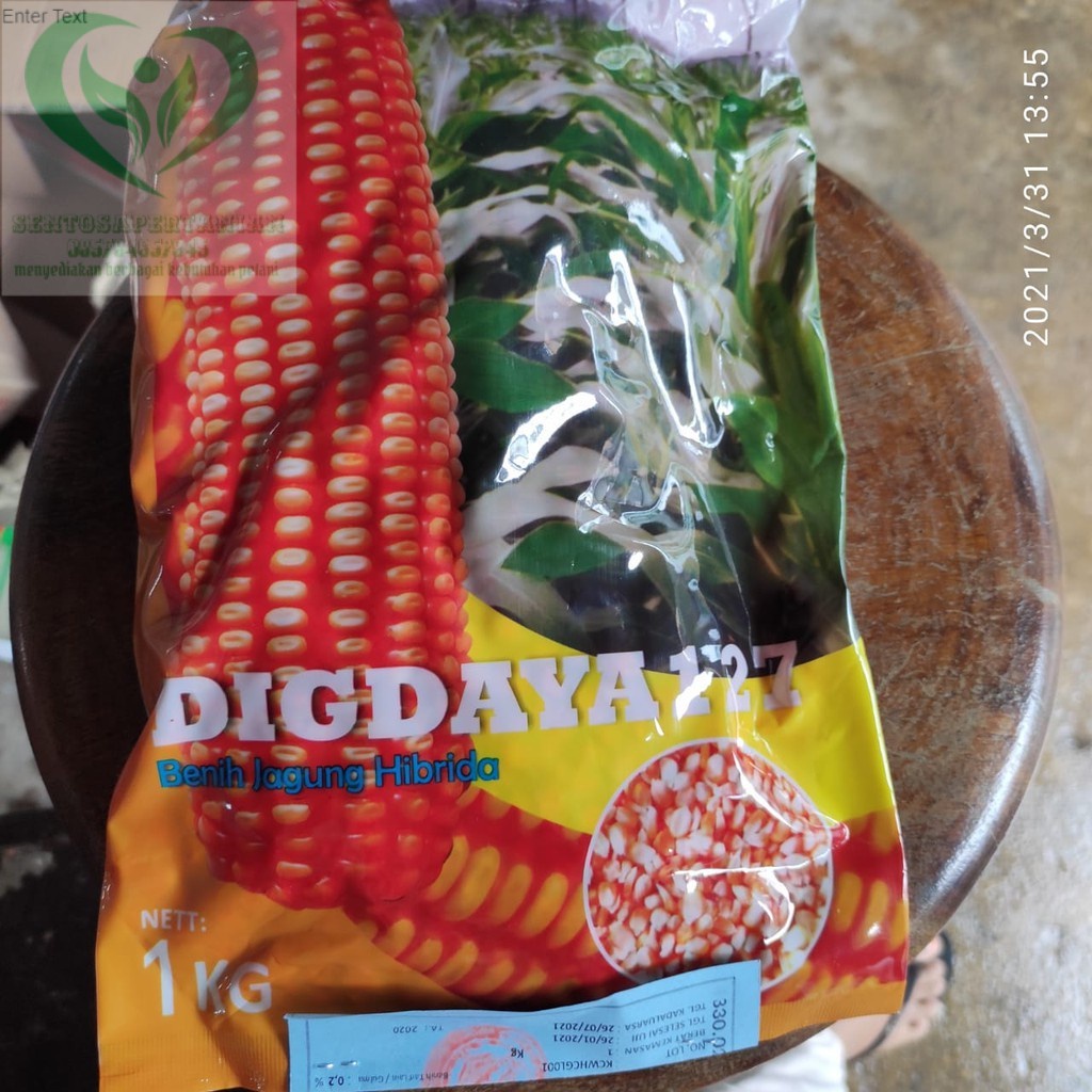Jual Benih jagung Hibrida DIGDAYA 127 kemasan 1kg dari LTA | Shopee ...