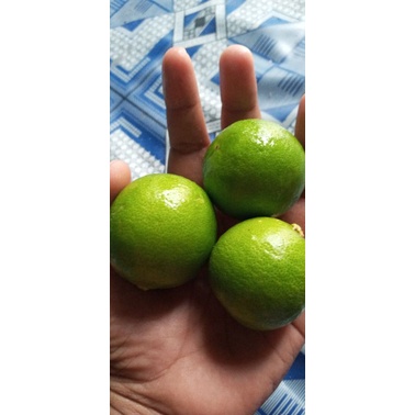 Jual 1Kg Jeruk Pecel/Jeruk Nipis | Shopee Indonesia