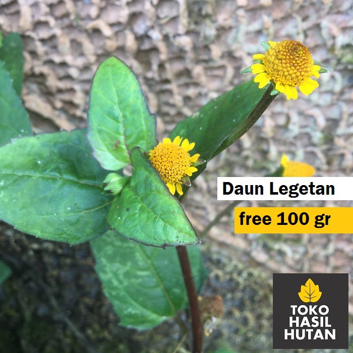 Jual Tanaman Legetan Segar 200 gram / Daun Jatong | Toko Hasil Hutan ...