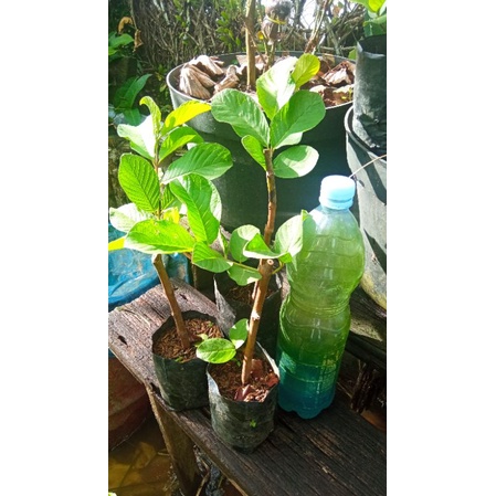 Jual Jambu Kristal Merah | Shopee Indonesia
