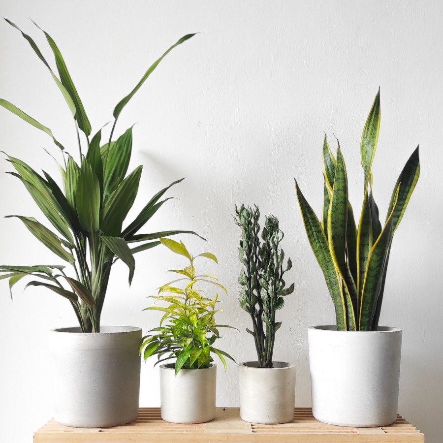 Jual SEMERU Indoor Jungle Room | Paket Tanaman Hias Indoor dan Pot ...
