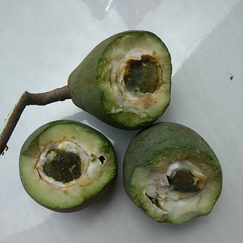 Jual Muncang adu jayanti milenial Cangklongan ori | Shopee Indonesia