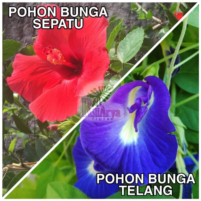 Jual PAKET 2 TANAMAN BUNGA (pohon bunga Telang dan pohon bunga sepatu ...