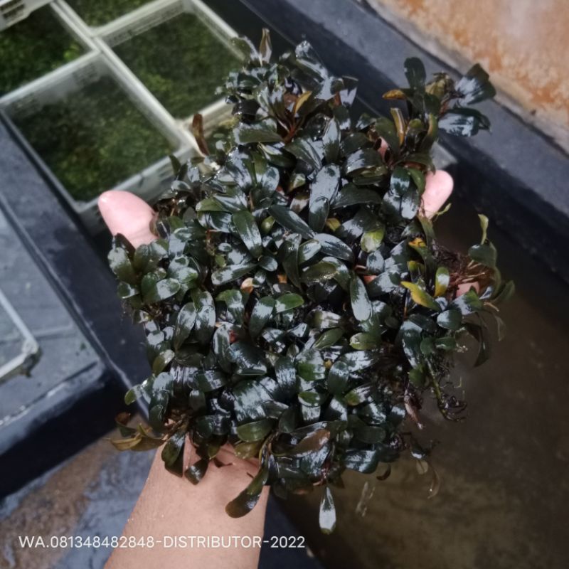 Jual Bucephalandra SUPER RED BLACK Manggala porsi Keranjang 35cm x 45cm ...