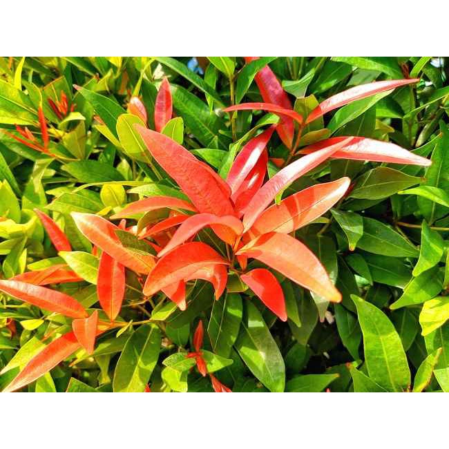 Jual tanaman pucuk merah hidup siap tanam bibit pohon pucuk merah ...