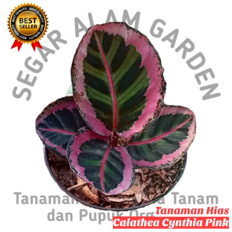 Jual PROMO Tanaman Hias Calathea Orbifolia - Rotundifolia - Fasciata ...