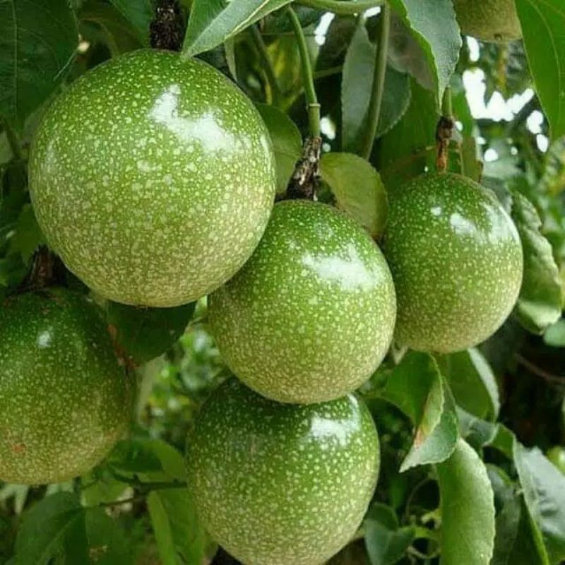 Jual Bibit Tanaman Buah Markisa, Bibit Pohon Buah Markisa, markisa | Shopee Indonesia