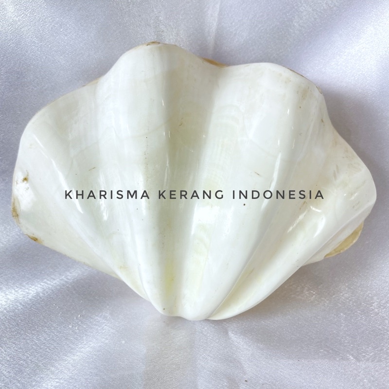 Jual AUSTRALIA SEA CLAM SHELL B KERANG KIMA KERANG LAUT KERANG KOLEKSI ...