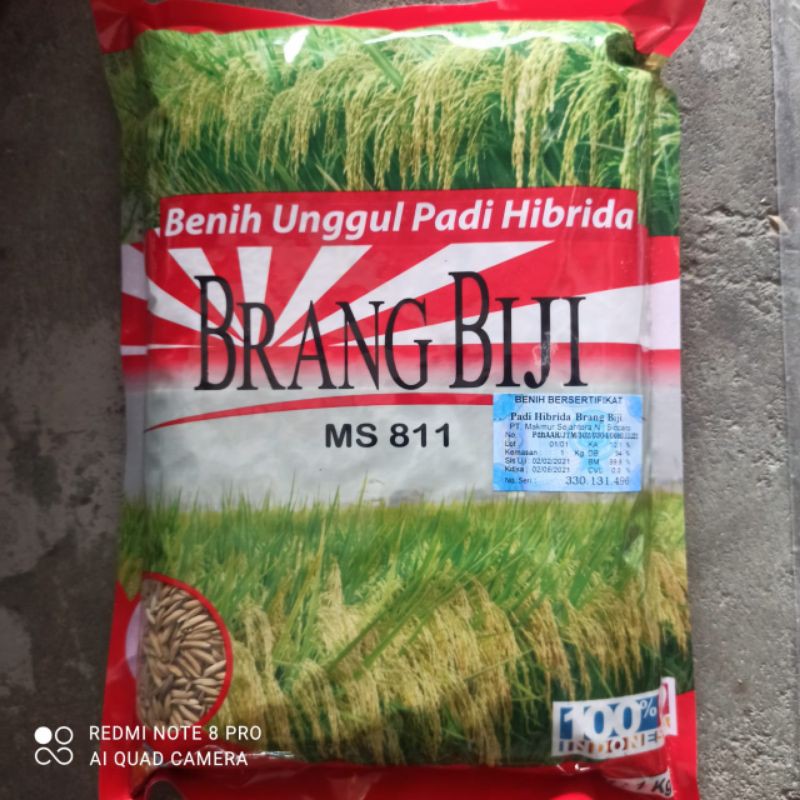 Jual bibit padi hibrida.brang biji | Shopee Indonesia