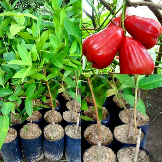 Jual Bibit jambu citra merah | Shopee Indonesia