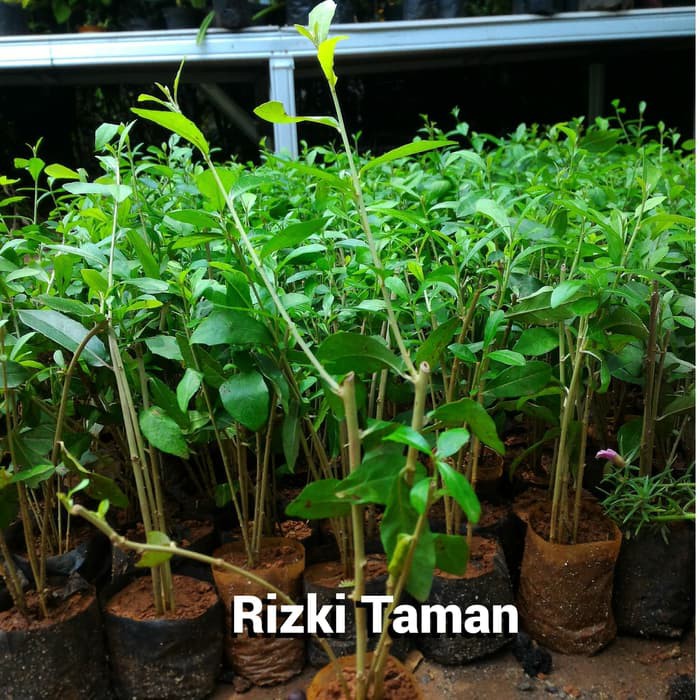 Jual Li kuan yu, lee kuan yew, lee kwan yew tanaman hias menjuntai ...