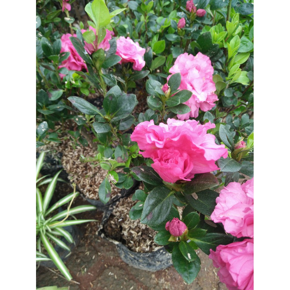 Jual tanaman azalea/bunga azalea | Shopee Indonesia