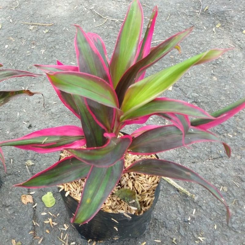 Jual Tanaman hias hanjuang/ tanaman andong merah mini | Shopee Indonesia