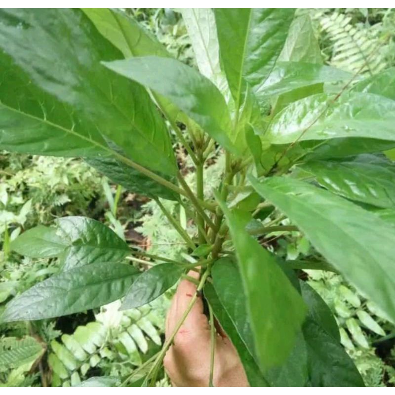 Jual Daun rende SEGAR lalapan khas sunda 100 gram | Shopee Indonesia