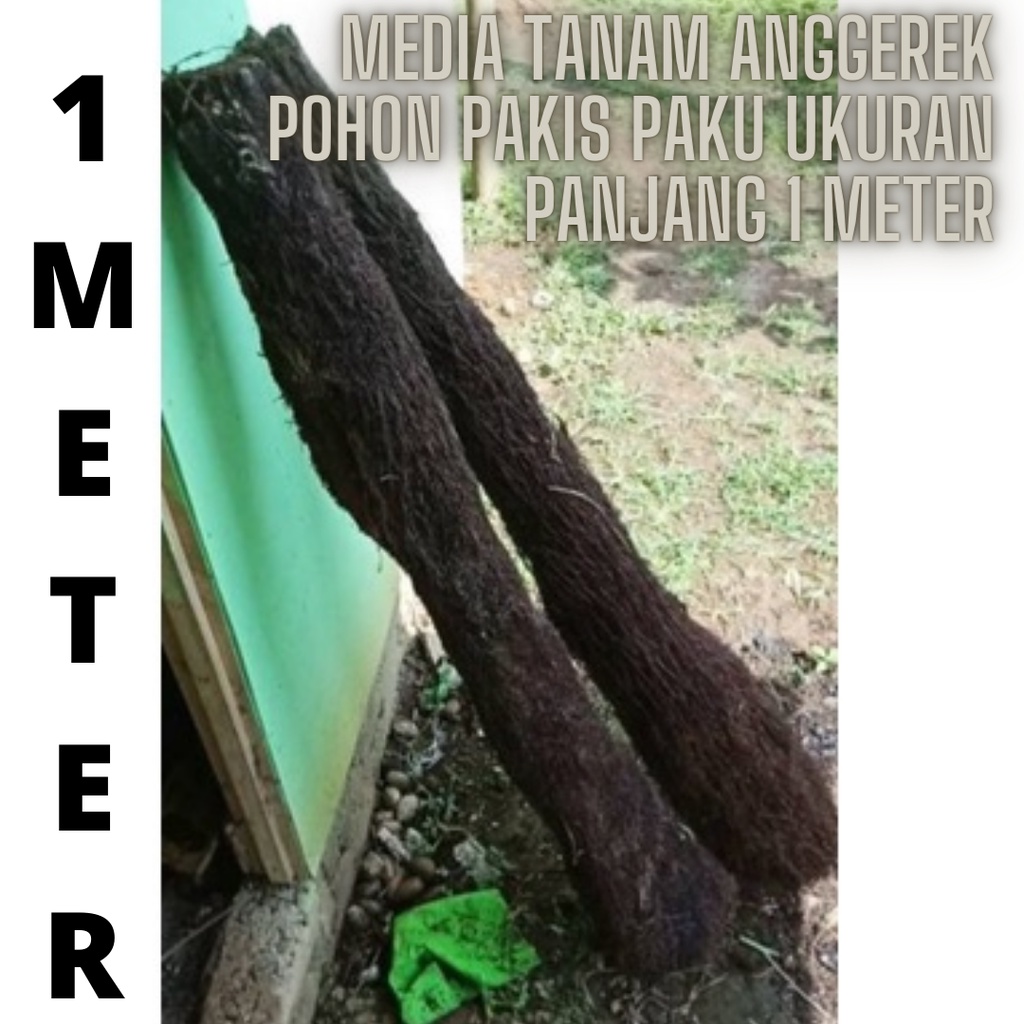 Jual Media tanam Anggerek pohon pakis paku ukuran panjang 1 meter ...