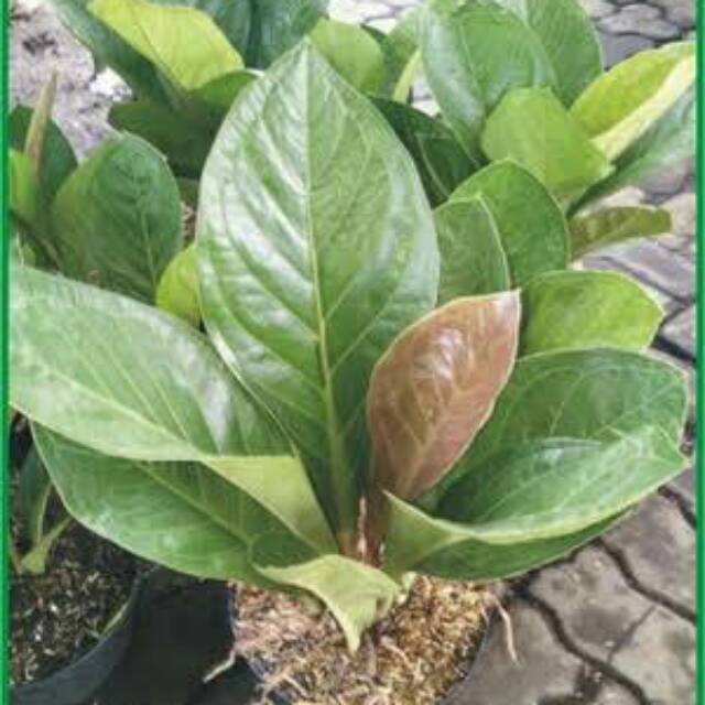 Jual Tanaman hias jenmani jenmany jinmani germany | Shopee Indonesia
