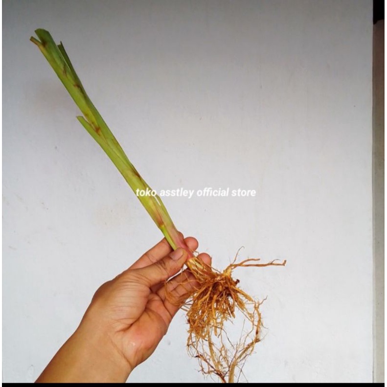 Jual bi it rumput satria atau demplot untuk pakan hewan kambing 500gram ...