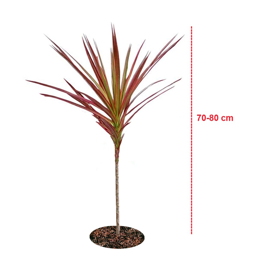 Jual Tanaman Hias Dracaena Marginata Dragon Tree Tricolor Tri Color ...