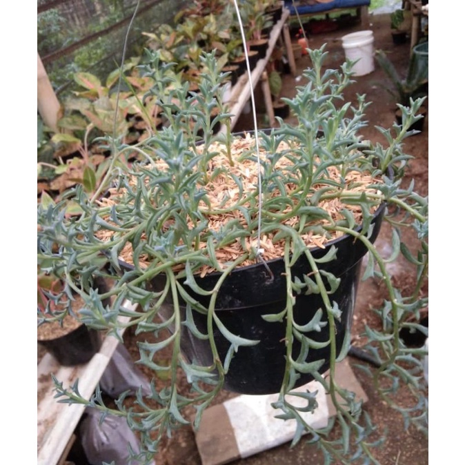 Jual string of dolphin (SOD) | Shopee Indonesia