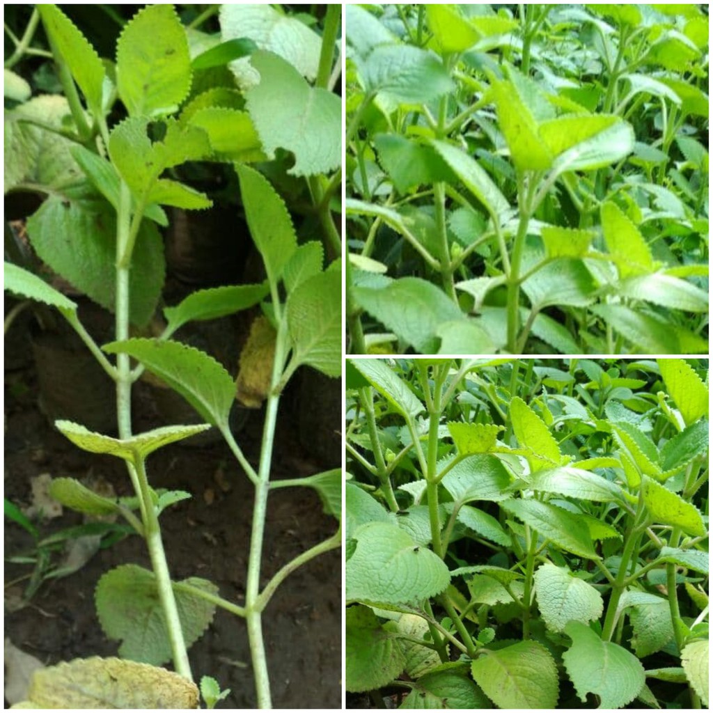 Jual Bibit Tanaman Jinten Atau Jintan | Shopee Indonesia