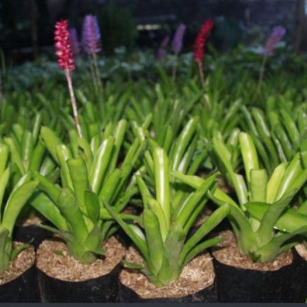 Jual tanaman hias bromelia hijau - pohon bromelia hijau - bromelia ...