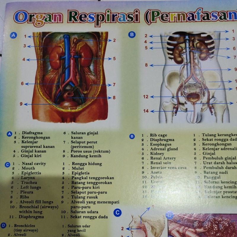 Jual POSTER PELAJARAN IPA | POSTER BIOLOGI | Shopee Indonesia