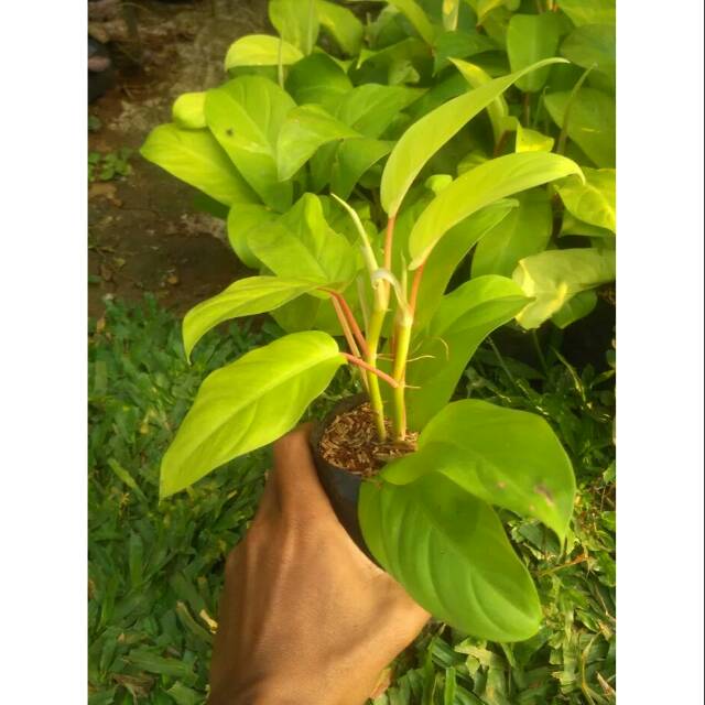Jual Tanaman hias sirih gading - Pohon sri gading Centong - Tanaman ...