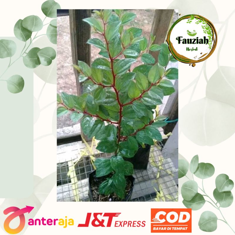 Jual BIBIT TANAMAN BIDARA ARAB CO 2 FREE 1 | Shopee Indonesia