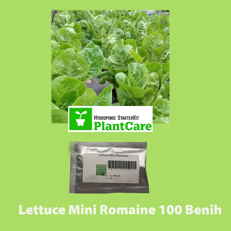 Jual Benih Lettuce Mini Romaine - Selada Hijau100 Benih | Shopee Indonesia