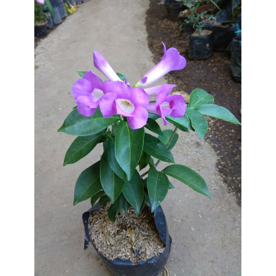 Jual Tanaman Garlic Vine Rambat | Shopee Indonesia