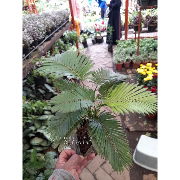 Jual Tanaman Hias Palem Paris/Palen Rotan | Shopee Indonesia