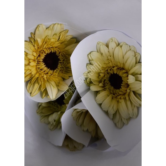 Jual Bunga potong helbra putih per ikat (10 tangkai) | Shopee Indonesia