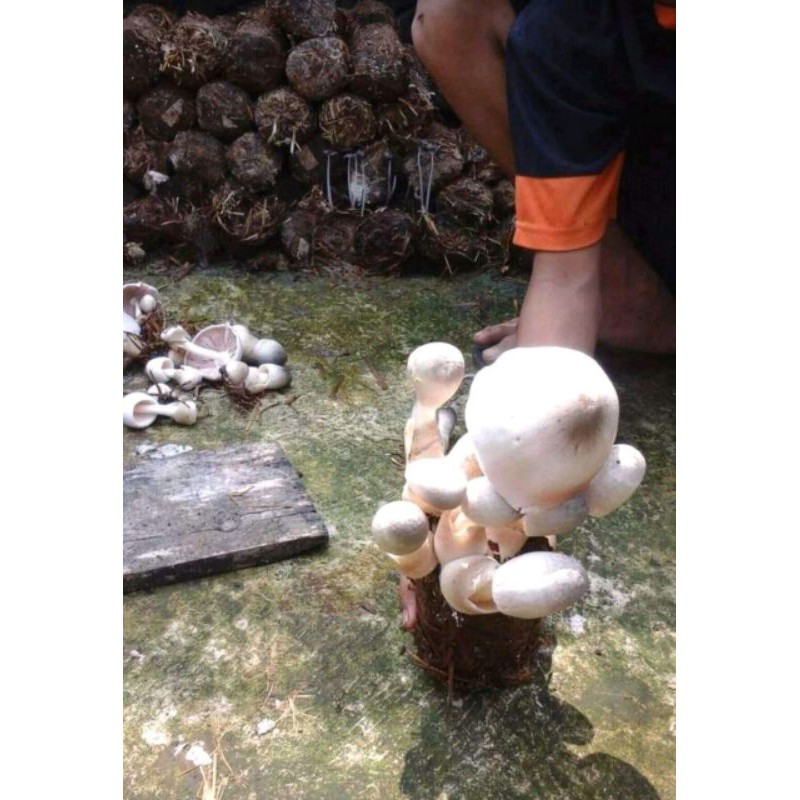Jual Bibit Jamur Merang Putih | Shopee Indonesia