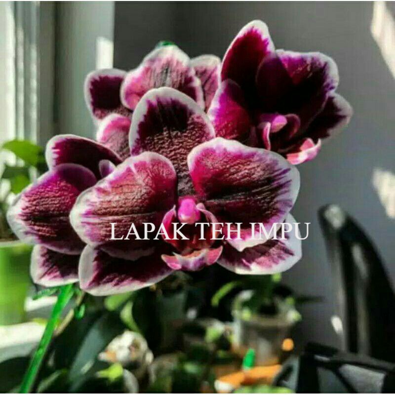 Jual Anggrek Dendrobium Black Jack-sudah knop/spike-sudah kuncup-siap ...
