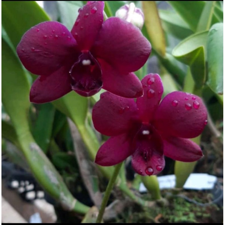 Jual Tanaman Anggrek Dendrobium Bermis Ruby Dewasa Spike siap berbunga | Shopee Indonesia