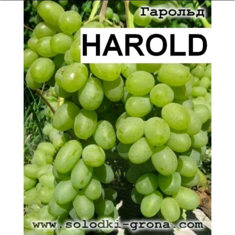 Jual Anggur jenis Harold | Shopee Indonesia