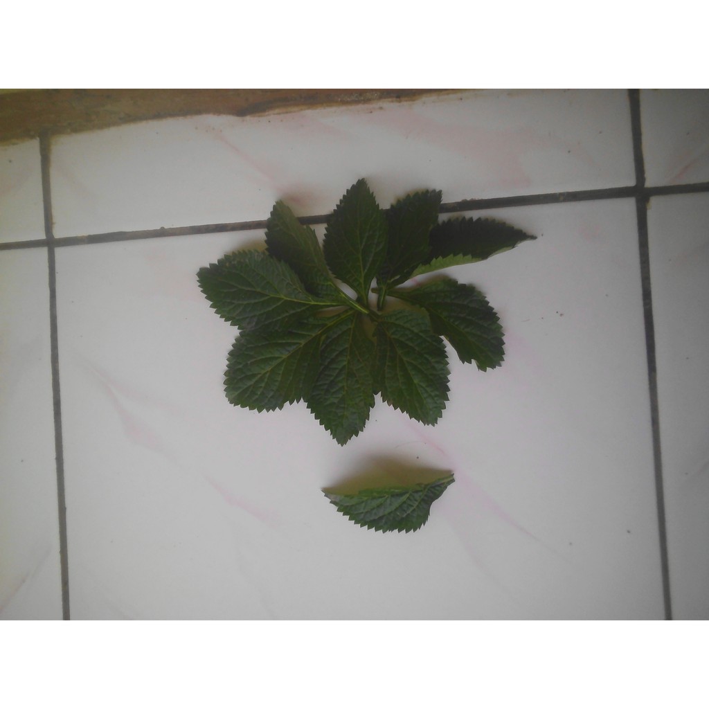 Jual Daun Pecut Kuda atau Daun Jarong | Shopee Indonesia