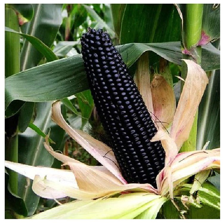 Jual Benih JAGUNG HITAM (isi-3) Biji Bibit Sayur | Shopee Indonesia