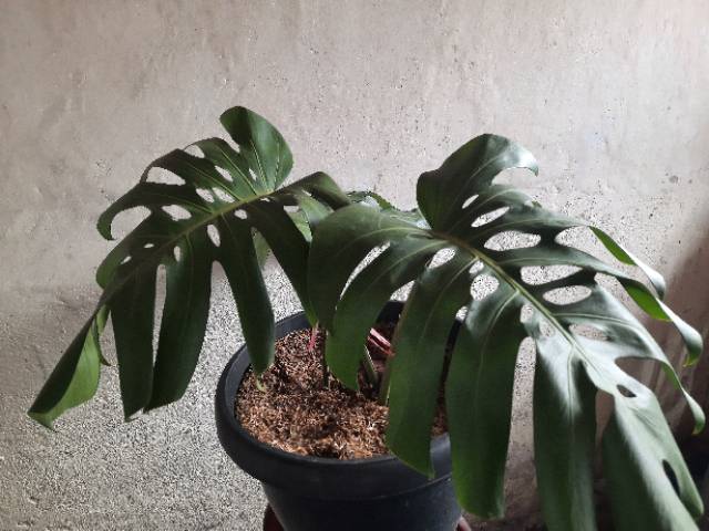 Jual Monstera Deliciosa King Monstera Hijau | Shopee Indonesia